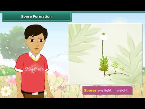 Spore Formation