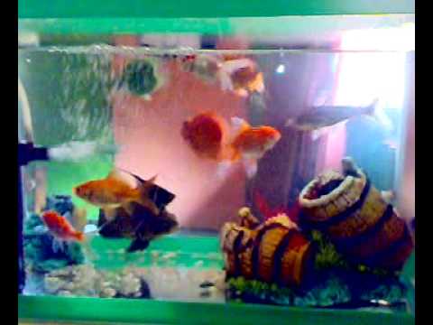 5gal Jan-12-2010.mp4