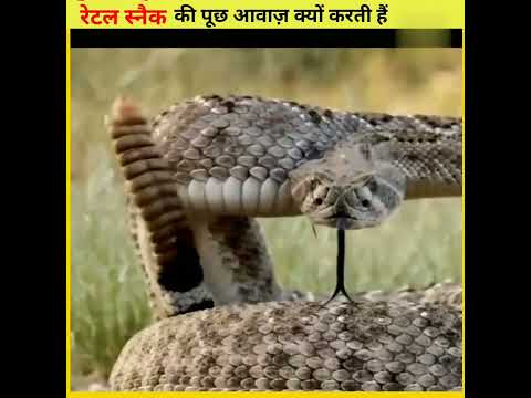 rattlesnake рд╕реНрдиреИрдХ рдХреА рдкреВрдЫ рдЖрд╡рд╛рдЬрд╝ рдХреНрдпреЛрдВ рдХрд░рддреА рд╣реИ amazing fact in hindi#shorts