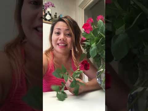 Why Are Red Roses became the symbol of Love and Romance ?