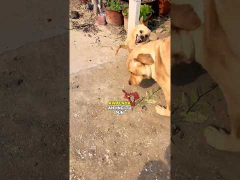 Pria ini membawa bekingnya karena selalu dikejar anjing
