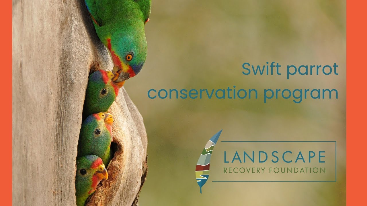 Critically endangered Swift parrot conservation program