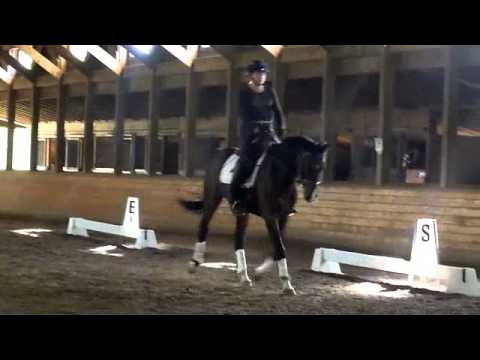 KWPN 12 year gelding - SOLD