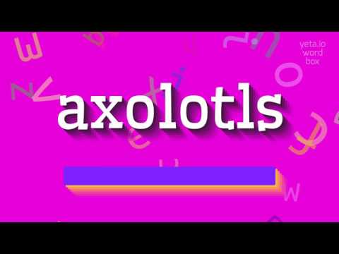 How to say "axolotls"! (High Quality Voices)