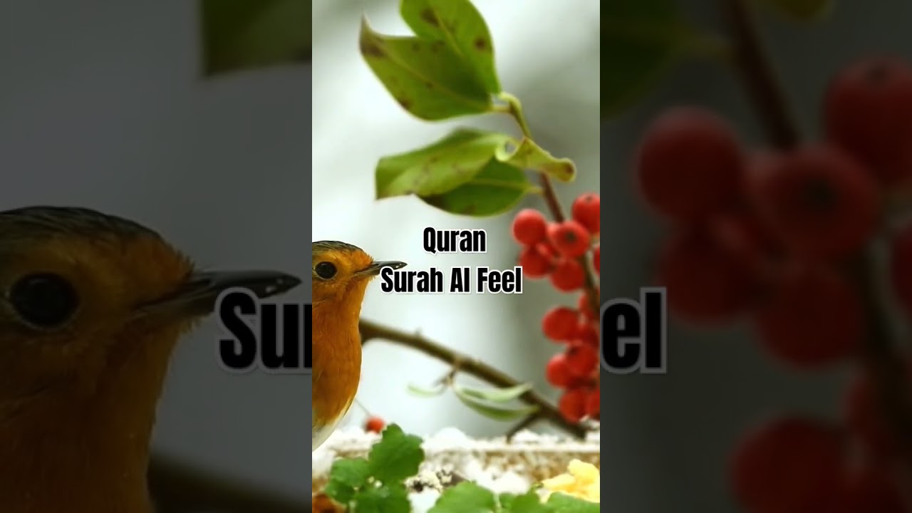 Surah Al Feel urdu translation quran