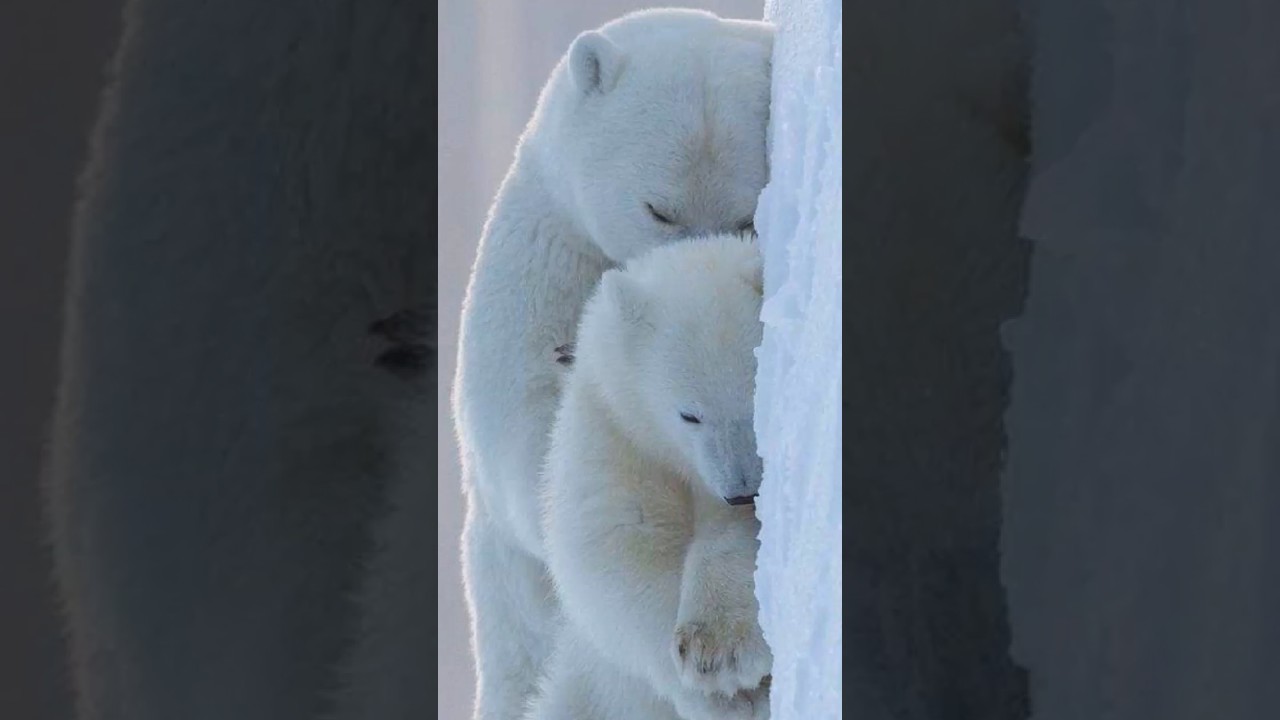 💖💖💝💝Polar Bear 🐨🐨 Mother wallpaper hd ❣️❣️😍😍 photos #ytshorts #shortvideo #nature