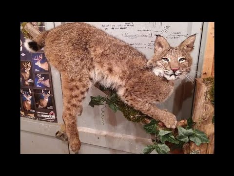 How to Mount a Bobcat A-Z
