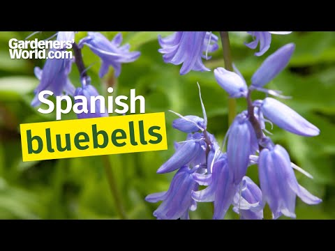 How do I get rid of invasive Spanish bluebells?