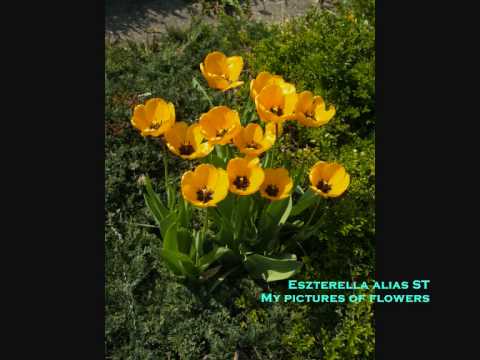 My pictures of flowers