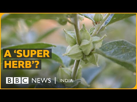 Understanding the hype around 'Ashwagandha' | BBC News India