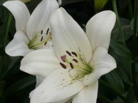 photos of flowers at wisley