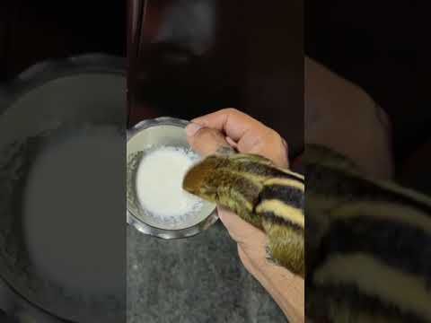 tigee my pet squirrel loves milk with cerelac