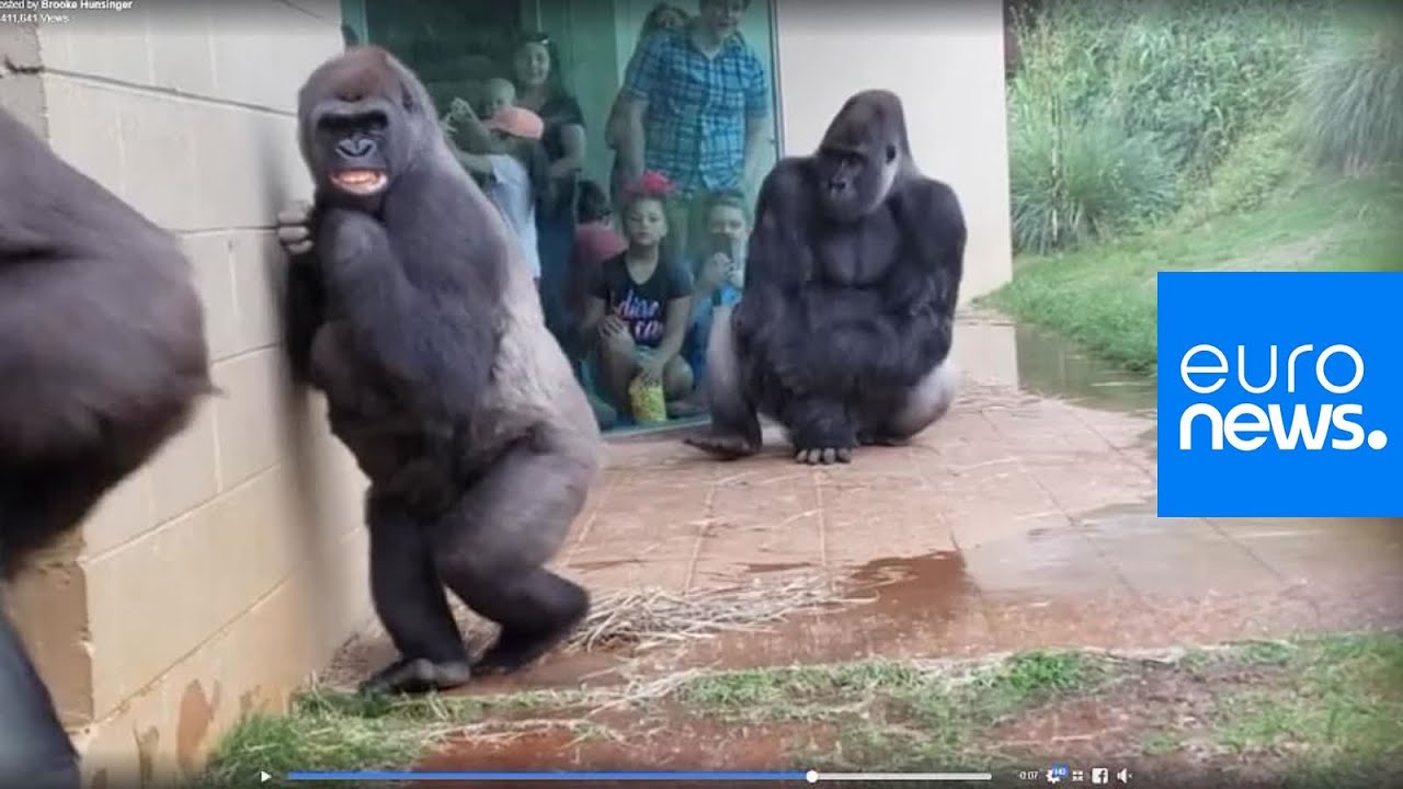 Feeling miserable in the rain? These gorillas too | euronews 🇬🇧