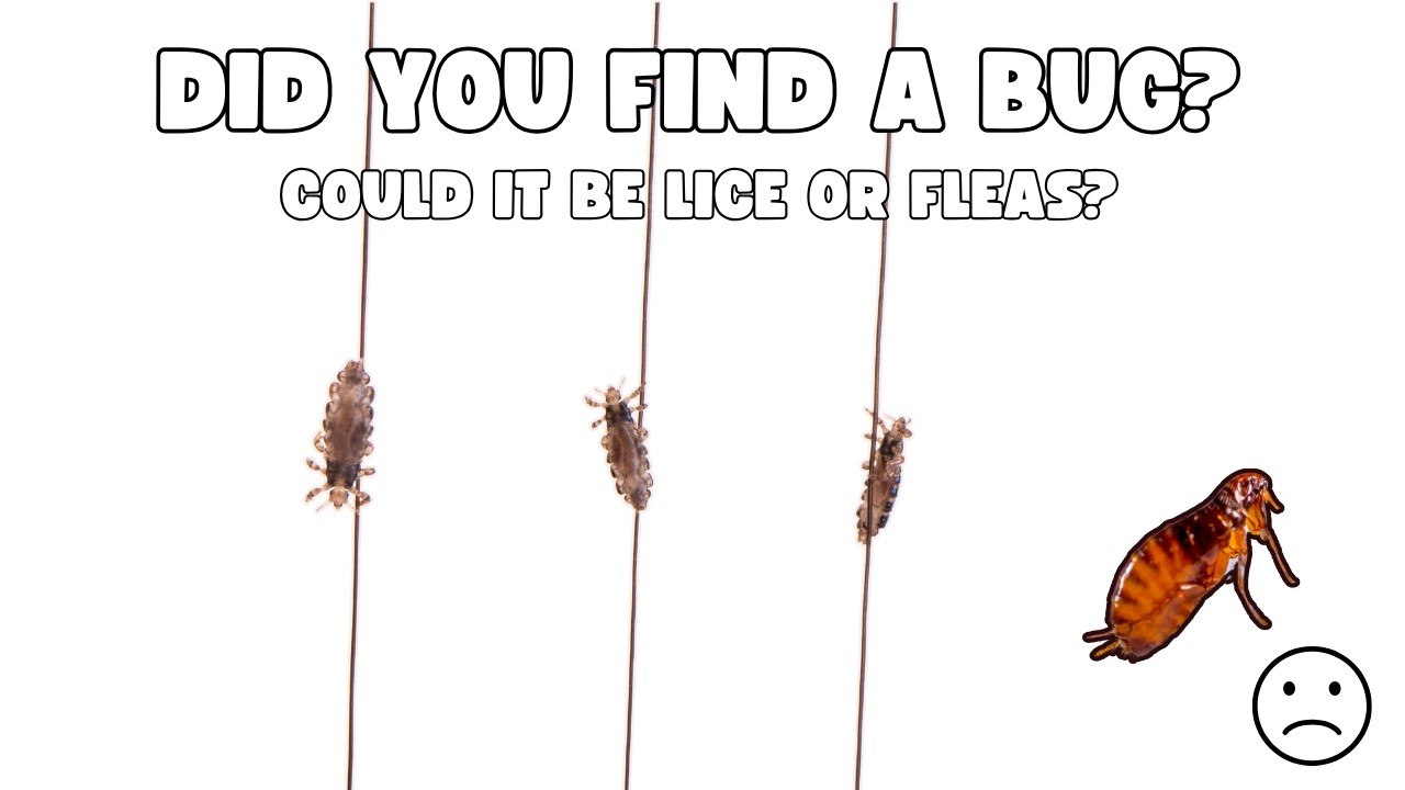 Fleas vs Lice: Which One Did You Find? Differences Explained