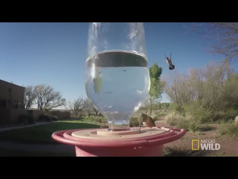 How often should I change out my hummingbird feeder in the summer?