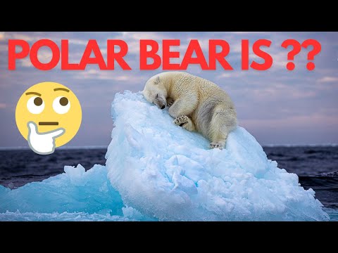 Polar bears are listed as a threatened ???