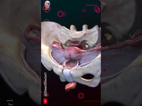 The Female Repr0-ductive System | Something you haven't seen before ♀️