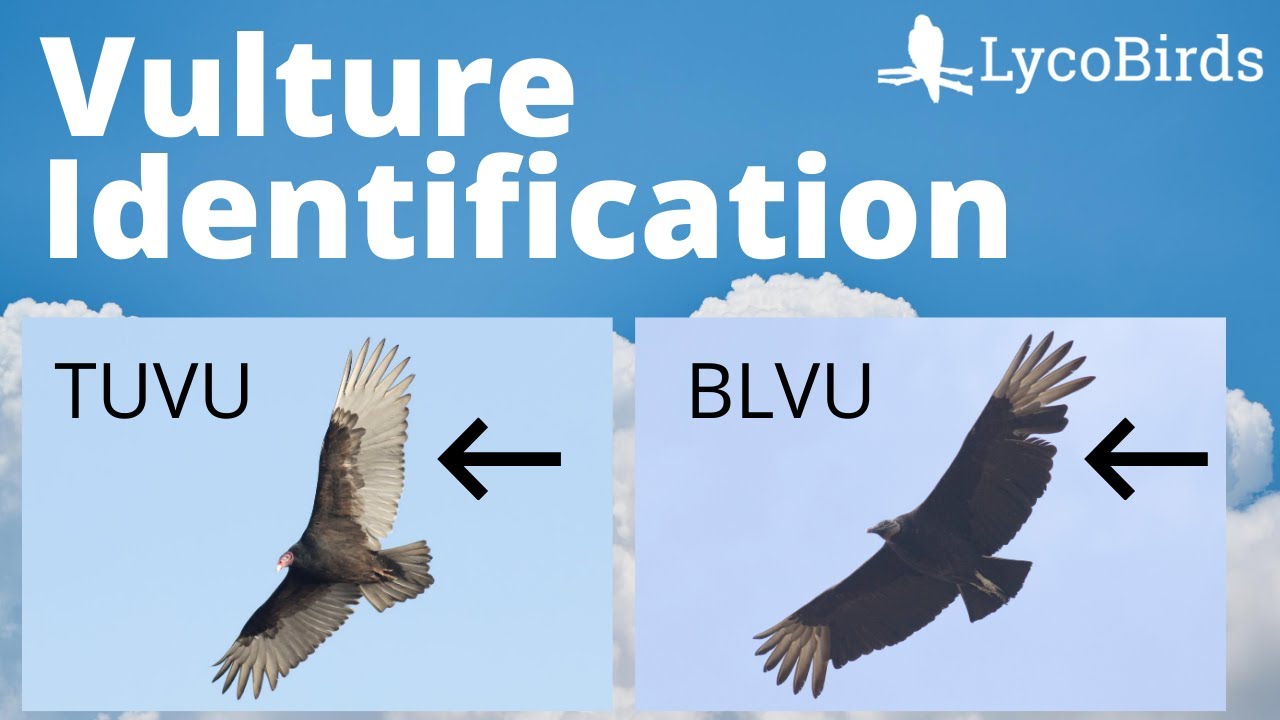 Turkey Vulture vs Black Vulture - Raptor Identification (Birding)