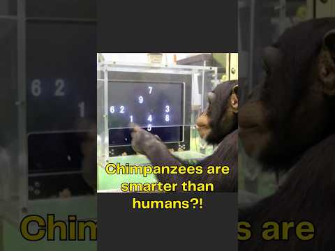 Chimpanzees are smarter than humans?!