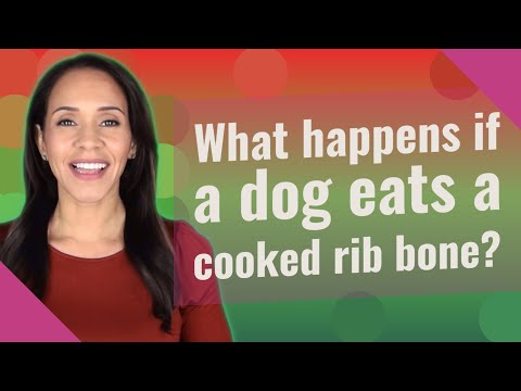 What happens if a dog eats a cooked rib bone?