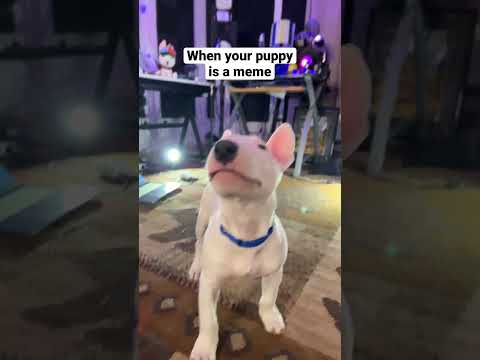 Walter?? #dogs #meme #cute #funny #pets #shorts #shortsyoutube #dogsofyoutube