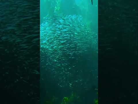 Sea Ocean Animal Wild Wildlife | Nature-themed Films #shorts #nature #naturethemedfilms