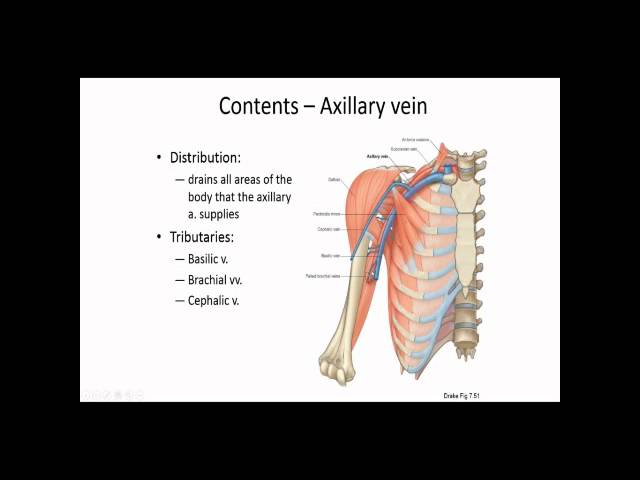 Understanding the Axilla: Contents and Functions Explained | Galaxy.ai