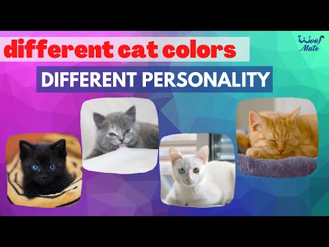 Cat Colors and Their Meanings: Exploring Feline Personality Myths and Facts
