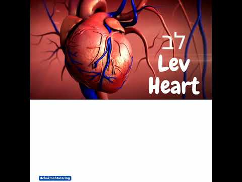 Biblical Hebrew Word - לב Lev - Heart. לב Lev speaks to the inner man, te seat of emotions.