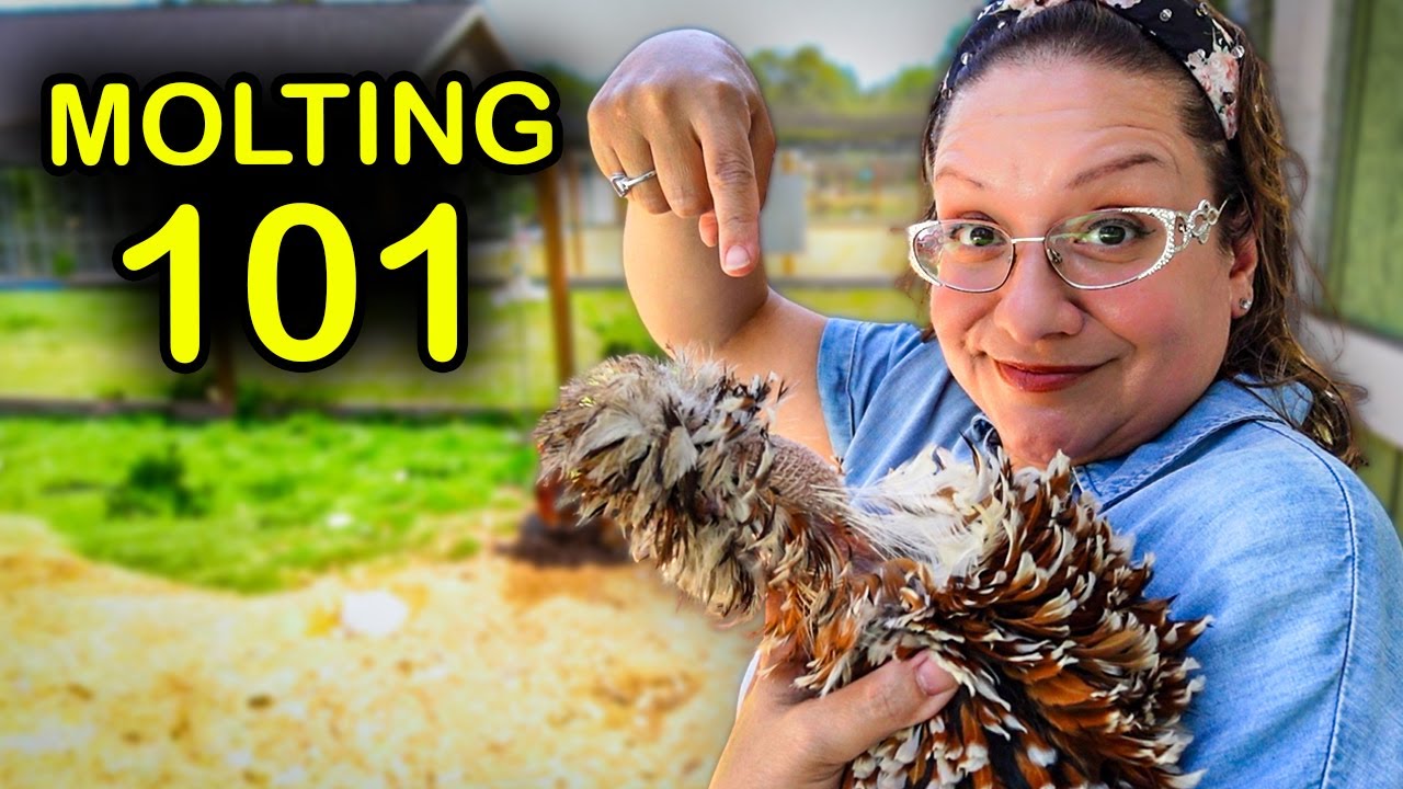 Backyard Chickens Molting - Everything You Need to Know!