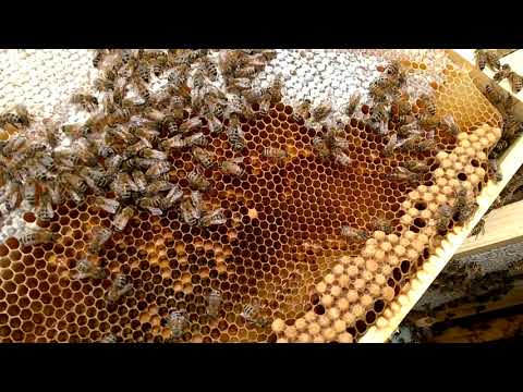 New honey bee colony with mated and laying dark Ligustica - Italian honey bee queen
