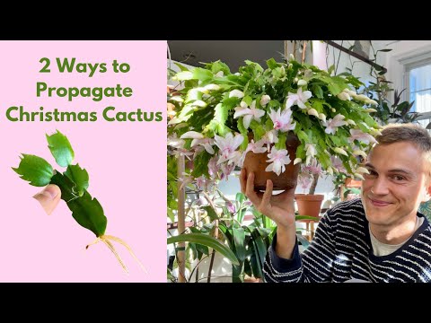 Christmas Cactus: How to Make More (Propagation) 2 Ways