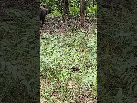 Kasara forest chitwan National park