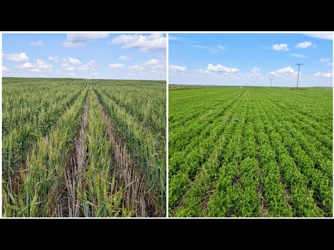 South Farm Winter & Lentil
