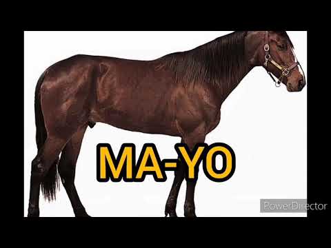 5 Animals starts with Letter M