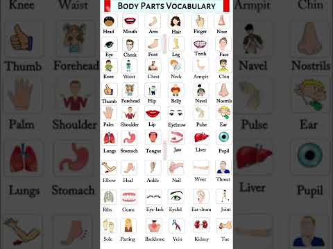 Full Body Parts Vocabulary#body#parts#vocabulary#english#daily#vocabulary#study#words#grammar#shorts