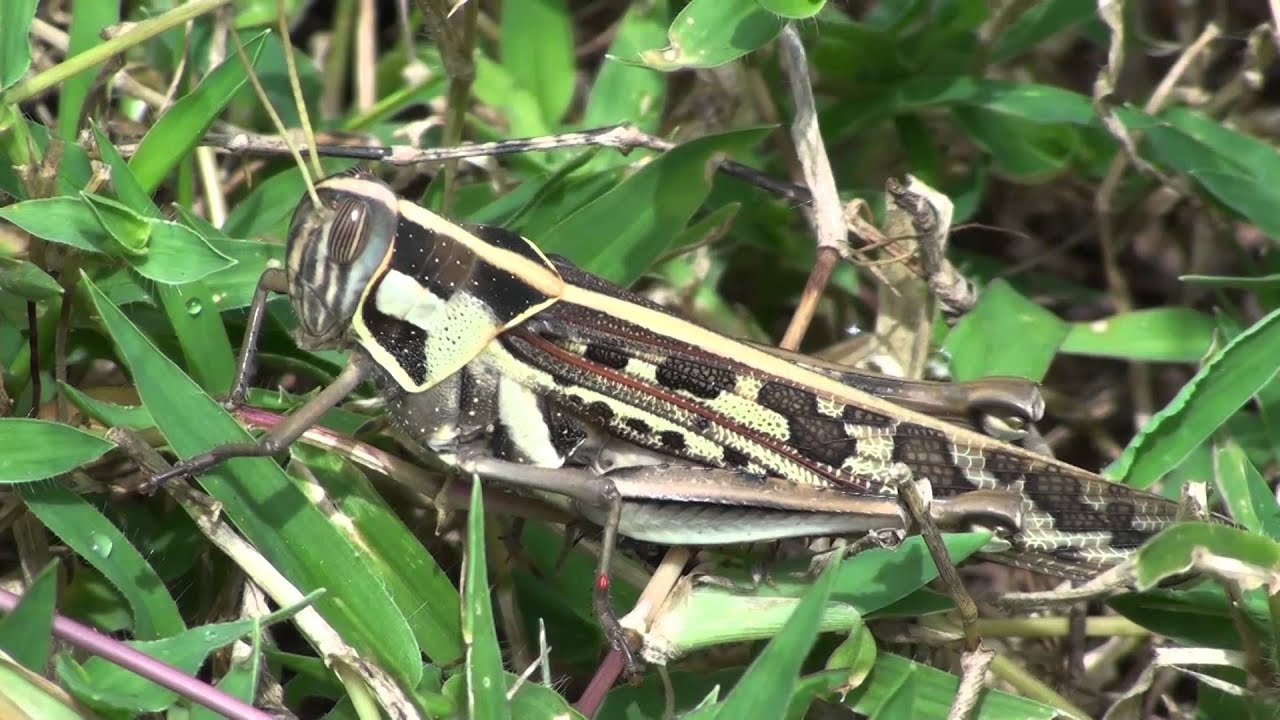 Giant American bird grasshopper (Schistocerca americana)