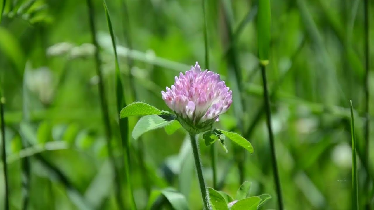 Decorah Community Prairie (IA, U.S.A.)