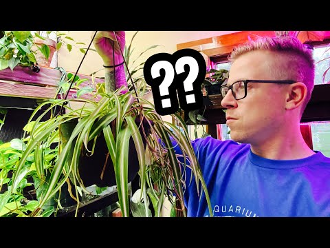 My Spider Plant is Not Growing Babies?