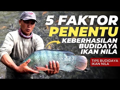 TIPS Budidaya Ikan Nila Agar Bisa Sukses dan Berhasil