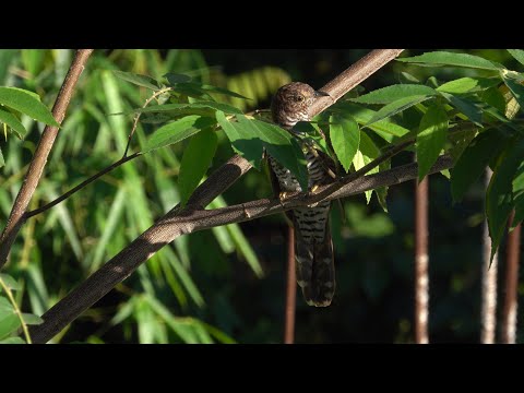 Wild Birds of the Philippines in 4K (Part I)