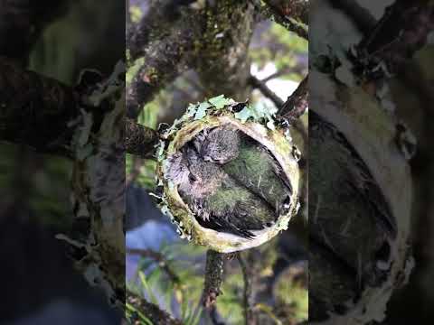 Baby Hummingbirds – Snap Shot Bonsai