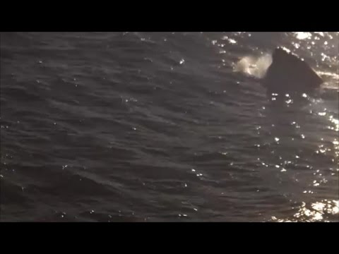 RARE WHALE SIGHTING in Kure Beach North Carolina