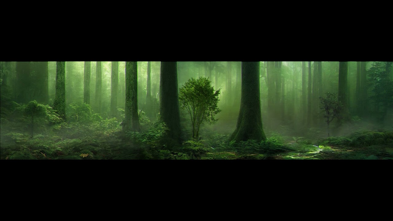 #ultrawide #wallpaper for #ultrawidemonitor #forest without #forestsounds