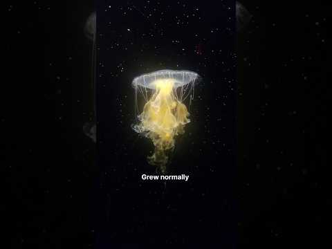 Why Did NASA Send 2,478 Jellyfishes to Space?