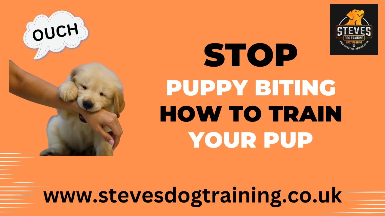 how to stop Puppy Biting with a calm approach.