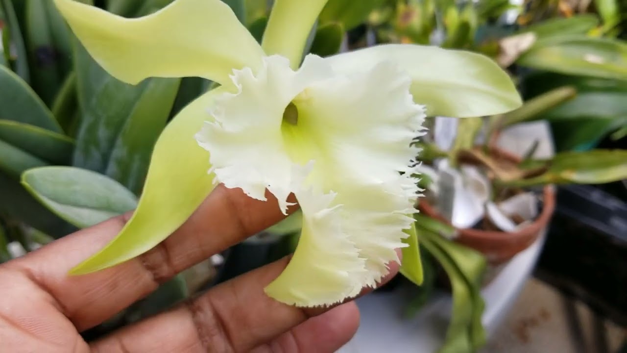Brassavola Digbyana (sp) in flower.