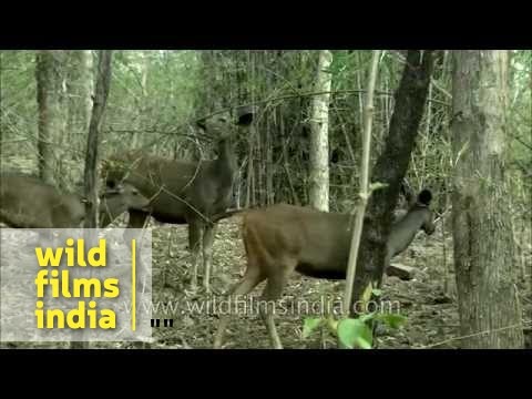 Sambar deer in Panna National Park