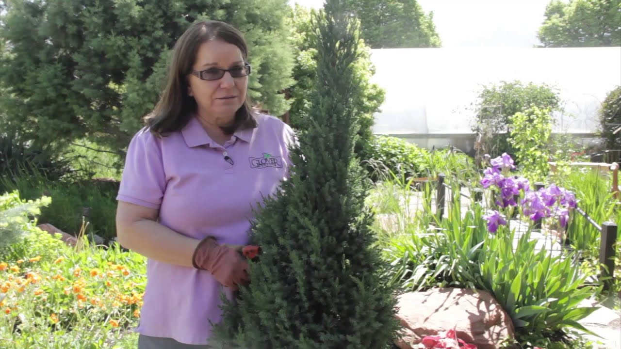 How to Prune Upright Juniper : Grow Guru