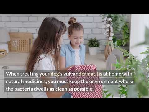 Home Treatments For Dog Vulva Dermatitis: They A Complete Fix | Dog Vulvar Dermatitis Home Remedies